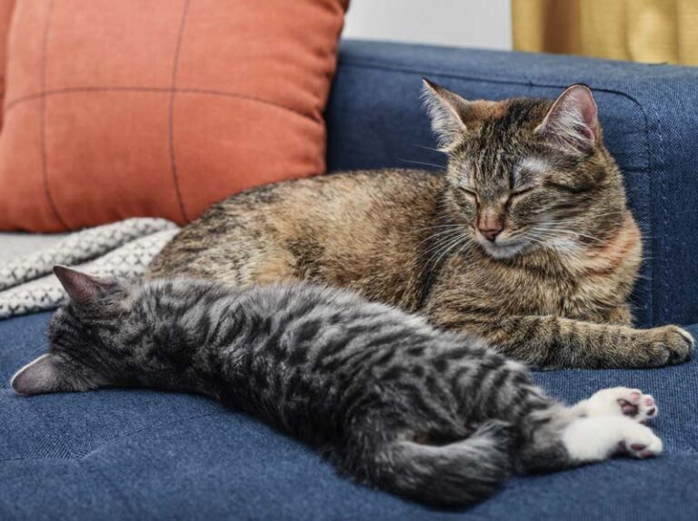 Introducer din nye kat for din gamle kat - Lund Kattehjem