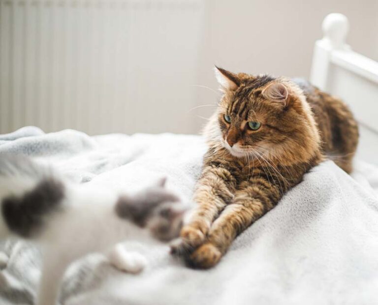 Introducer din nye kat for din gamle kat - Lund Kattehjem