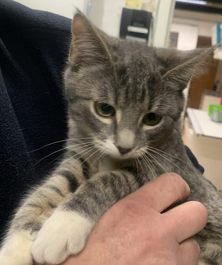 Sally - Lund Kattehjem